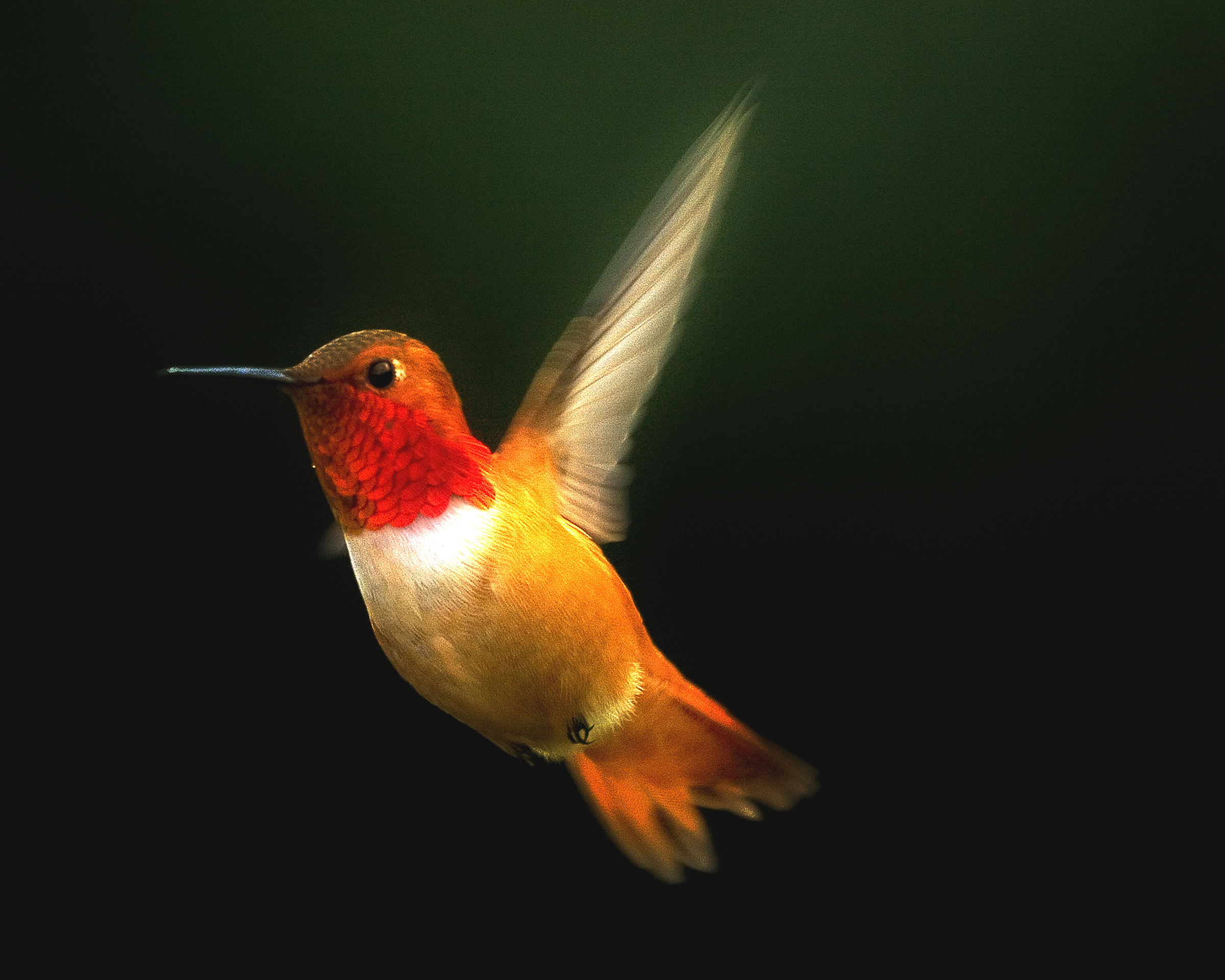 First Hummingbird Banding Session of the Season! | Grouse Mountain ...