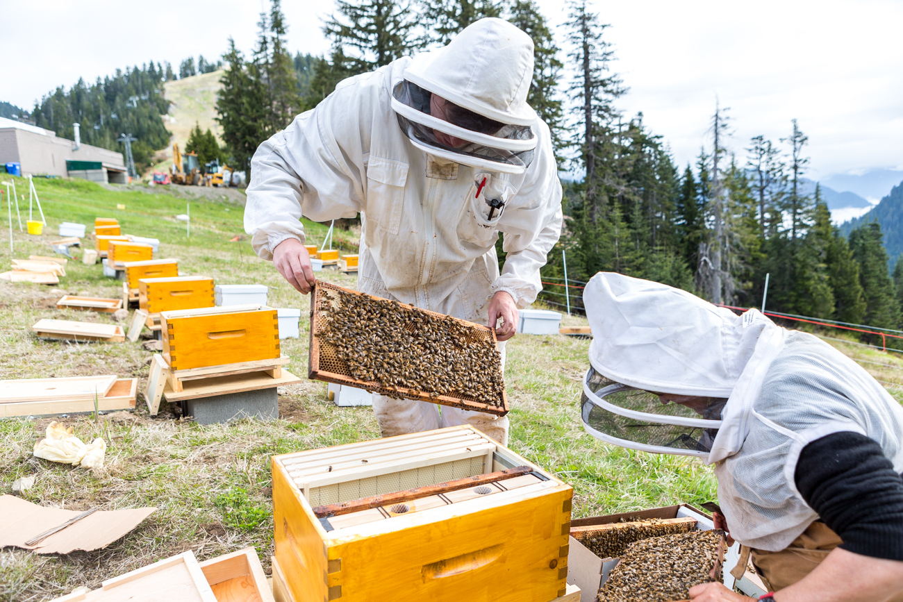 Bee Delivery! | Grouse Mountain - The Peak of Vancouver