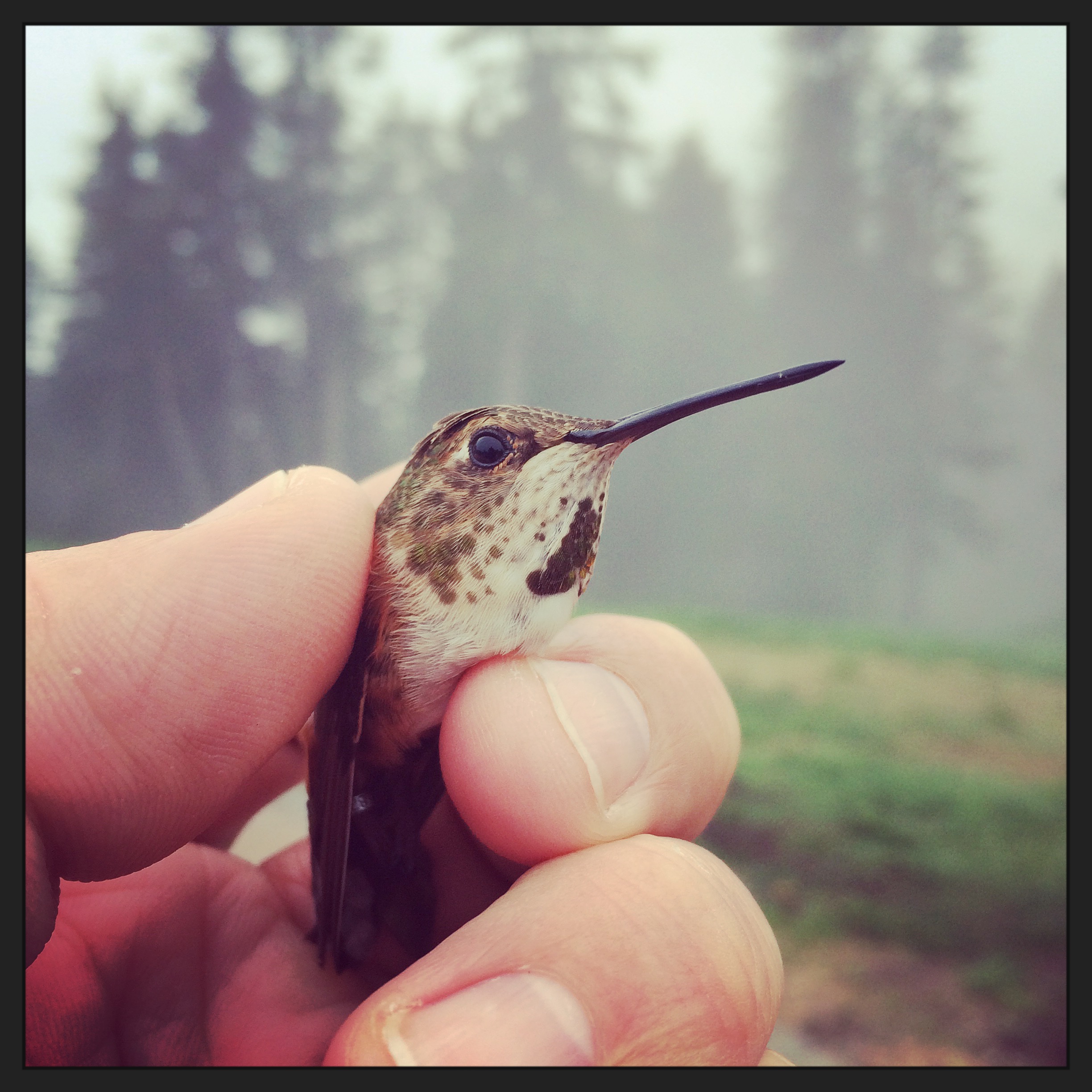 First Hummingbird Banding Session of the Season! | Grouse Mountain ...