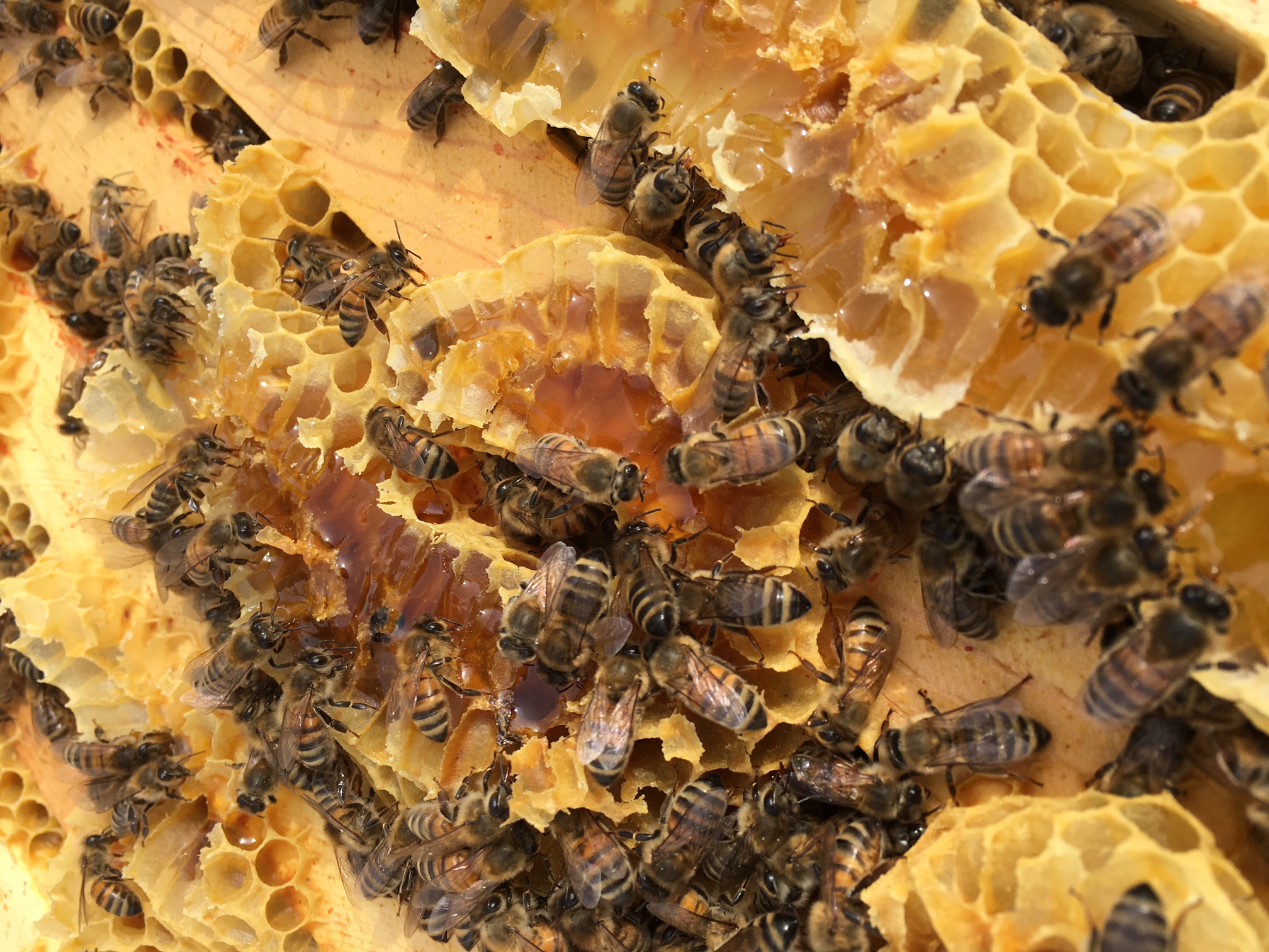 Bee Checking In | Grouse Mountain - The Peak of Vancouver