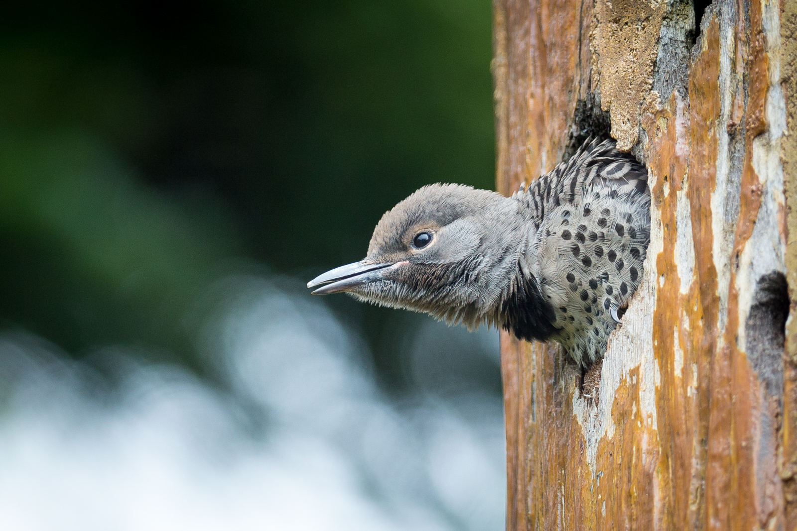 Fledgling Flickers | Grouse Mountain - The Peak of Vancouver