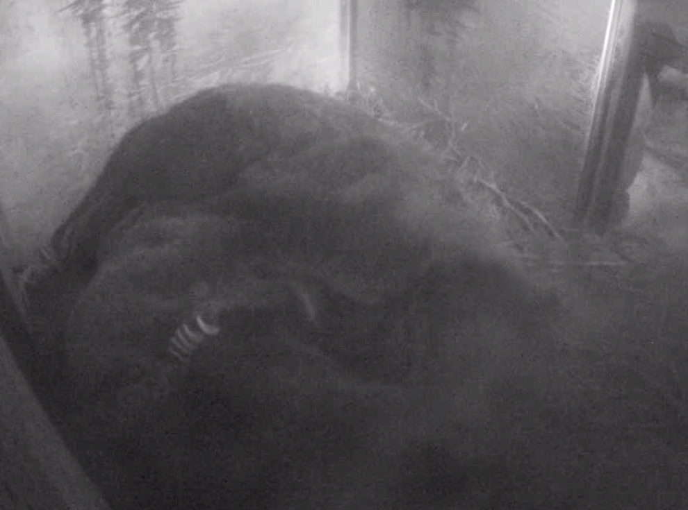 Bears Continue Their Winter Dormancy | Grouse Mountain - The Peak of ...