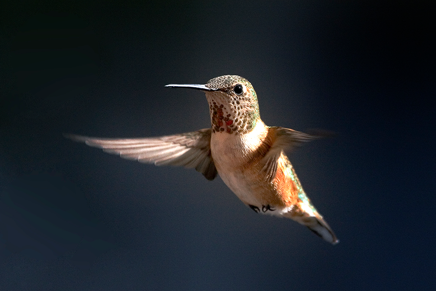 Hummingbirds | Grouse Mountain - The Peak of Vancouver